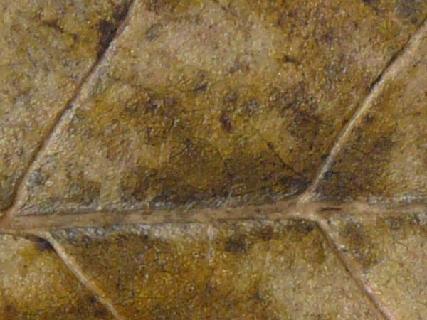 texture 0088 - Texturelib